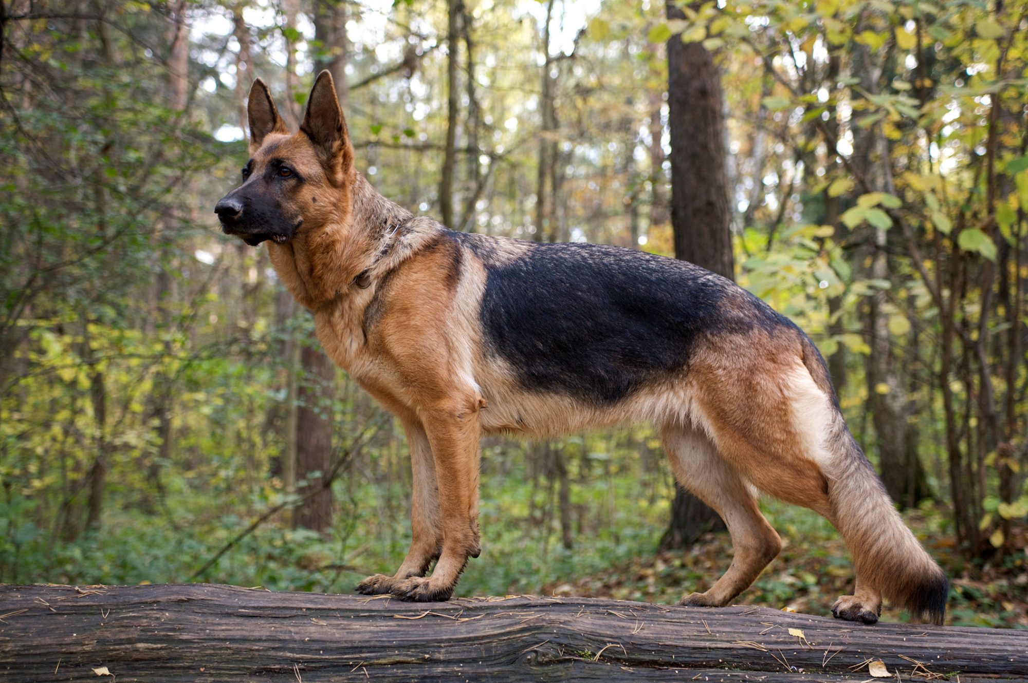 890 Beautiful German Shepherd WhatsApp Group Link 2024